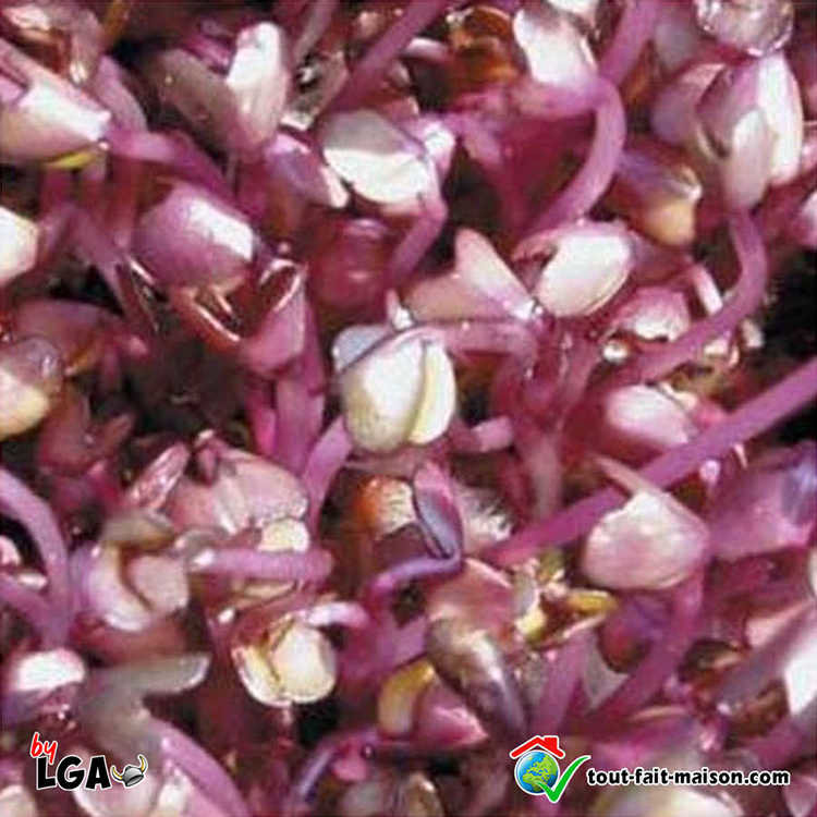 Graines à germer Chou rouge bio 12g