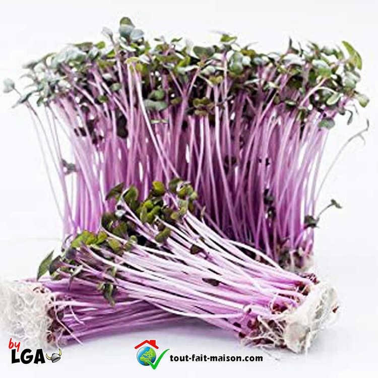 Graines à germer Chou rouge bio 12g